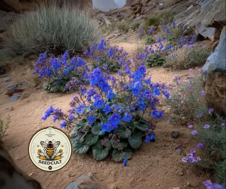 NEW! Desert Bluebell Seeds, US Southwestern Native, Phacelia ...