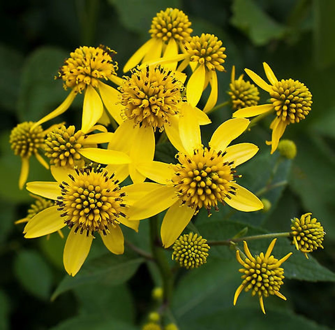 Wingstem Seeds, Native Wildflower, Verbesina Alternifolia VB0125 - Etsy