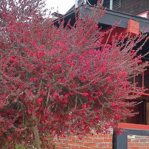 Manuka Tree Seeds, Manuka Honey, Broom Tea Tree, Leptospermum Scoparium ...