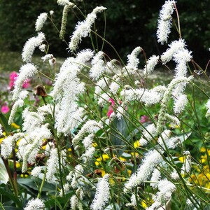 Japanese White Burnet Seeds, Sanguisorba Tenuifolia Alba, SN0320 - Etsy