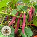 Red Swan Bush Beans, Organic Phaseolus Vulgaris, PV0750 - Etsy