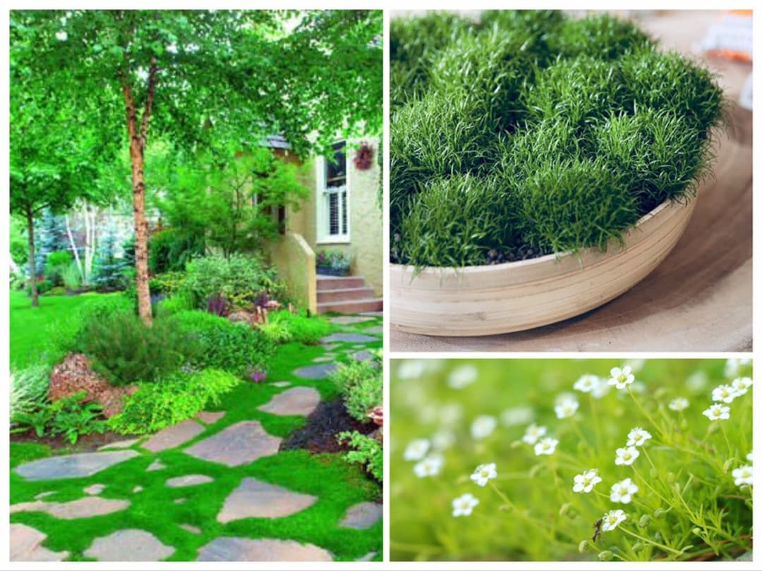 10000 Irish Moss Seeds, Sagina Subulata, Pearlwort, Ground Cover ...