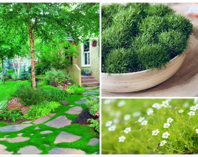 5000 Irish Moss Seeds, Sagina Subulata, Pearlwort, Ground Cover SS015M ...