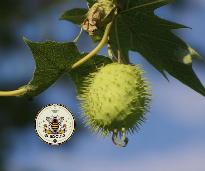 NEW! Wild Native Cucumber Seeds, US and Canada Native Vine ...