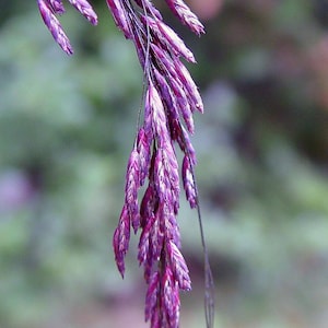 Bulk 200 Native Purple Top Grass Seeds, Tridens Flavus, Ornamental ...
