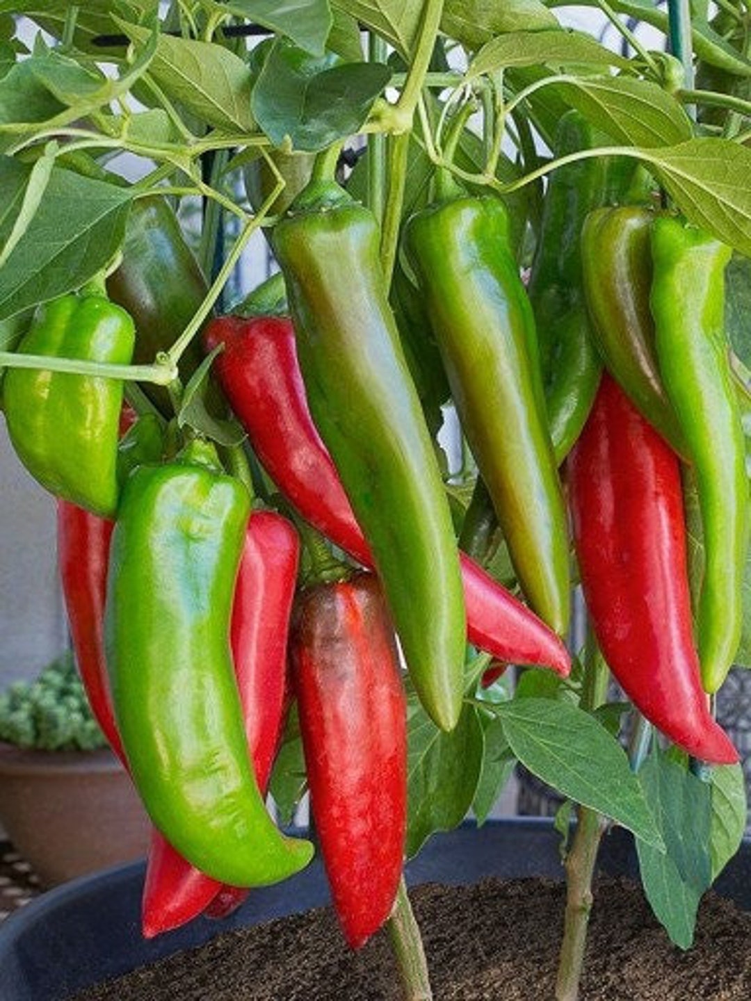 40 Anaheim Hot Climate Pepper Seeds, Organic, Capsicum Annuum CH0140 - Etsy