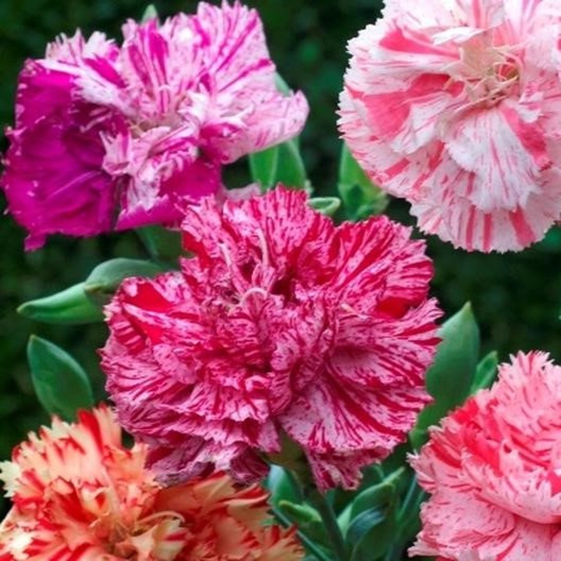 100 Mixed Color Picotee Carnation Seeds Dianthus Caryophyllus - Etsy
