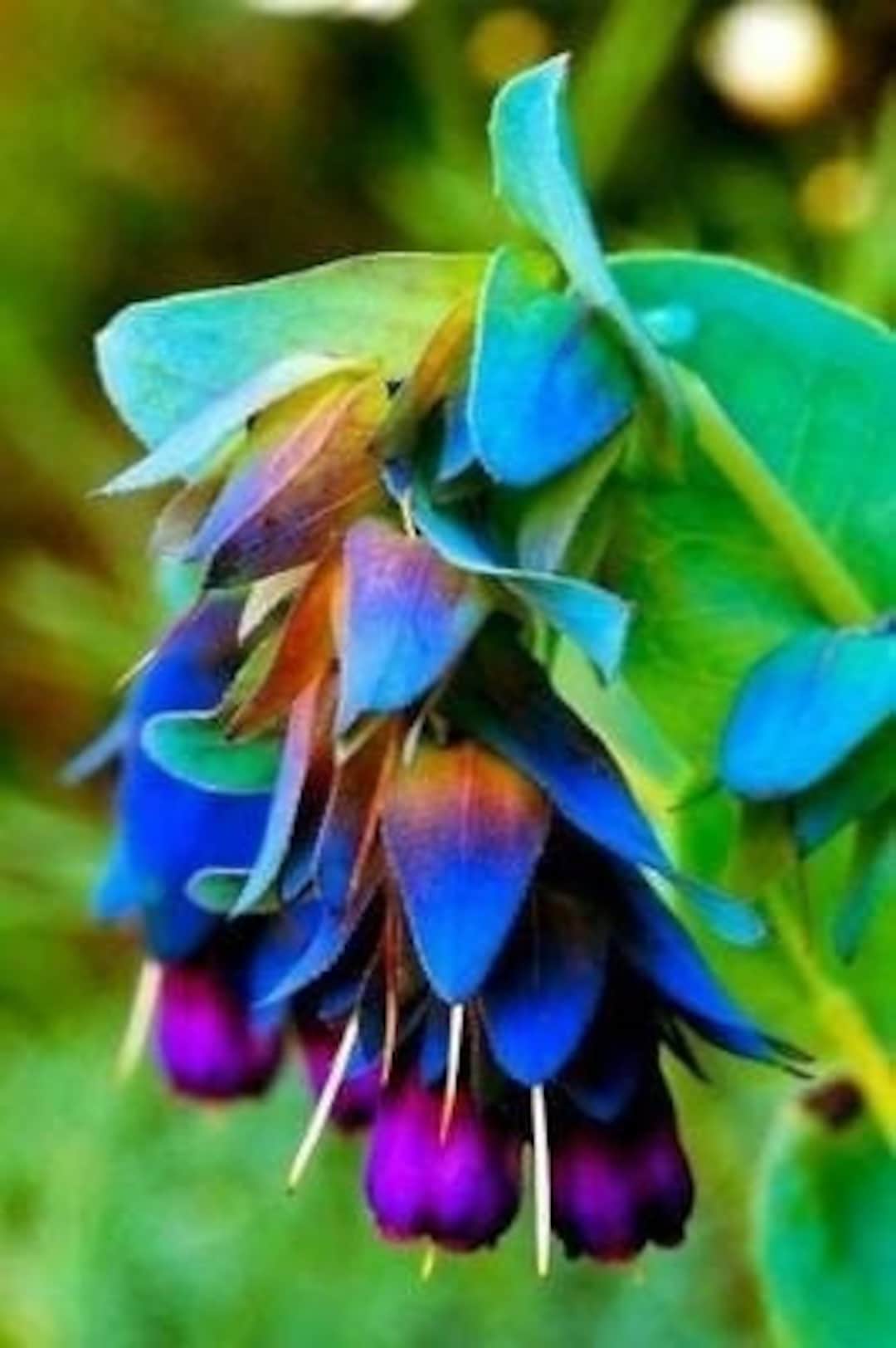 Cerinthe Major, Pride of Gibraltar, Honeywort Seeds, Blue Shrimp Plant ...