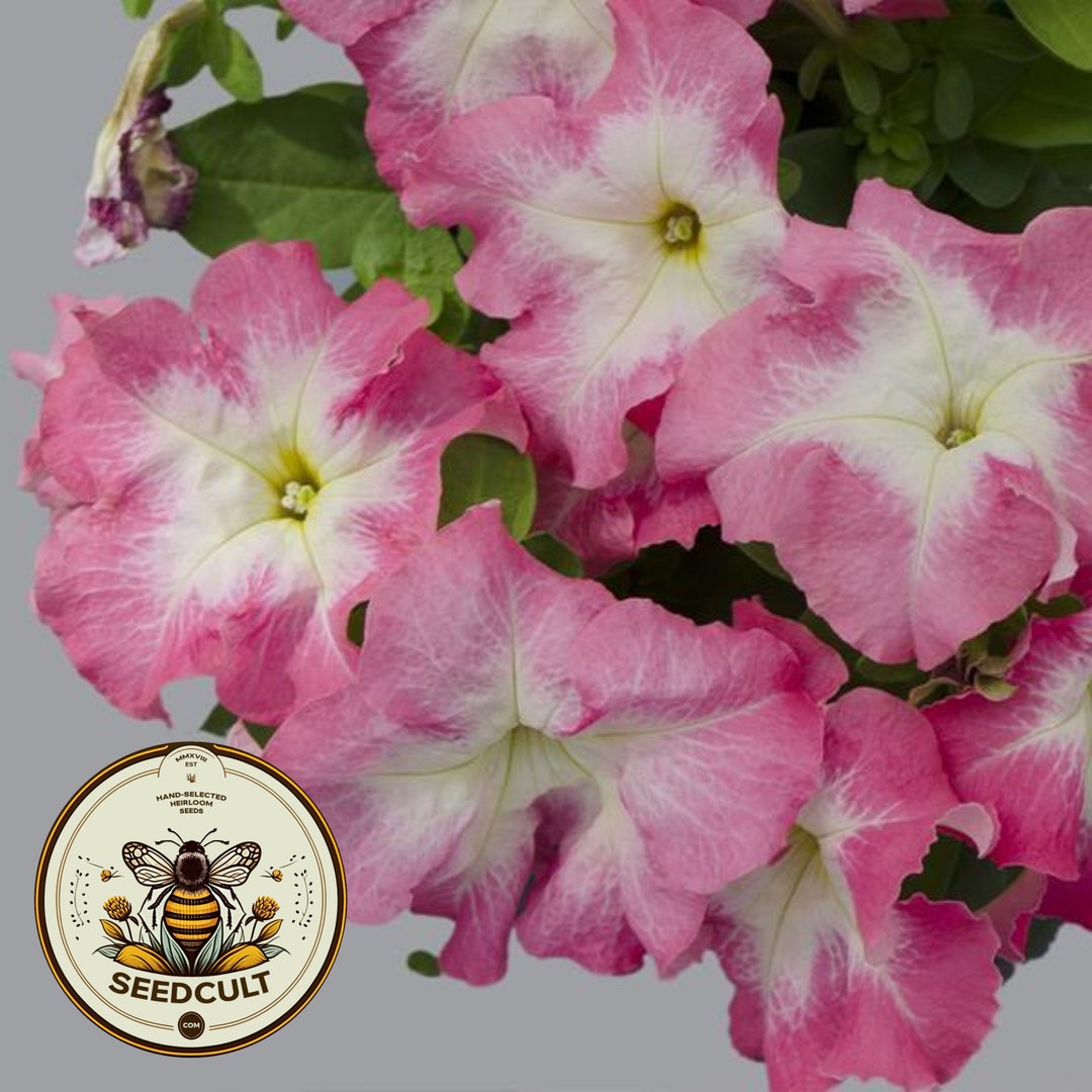 Pink Morn Petunia Seeds, Limbo Series, Pelleted for Easier Sowing and ...