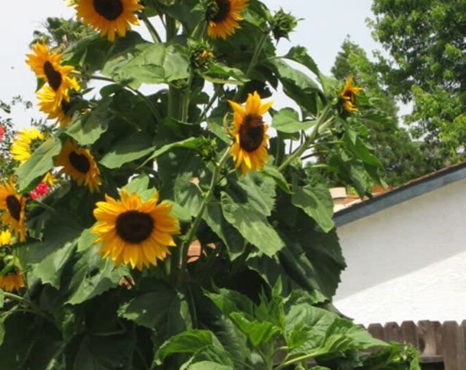 30 Skyscraper Sunflower Seeds, Organic Tall Helianthus Annuus HA1630 - Etsy
