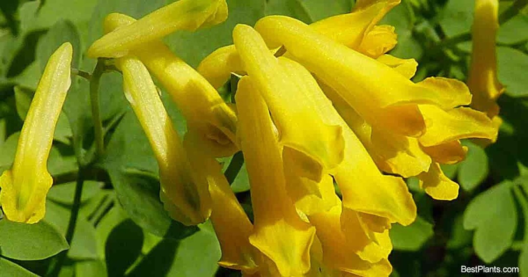 Rare False Golden Bleeding Heart Seeds, Corydalis Lutea CY2010R - Etsy