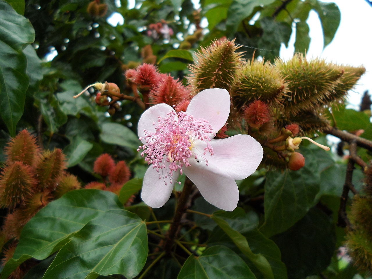 FRESH PICKED 10 Lipstick Tree Seeds Annatto Bixa Orellanam - Etsy