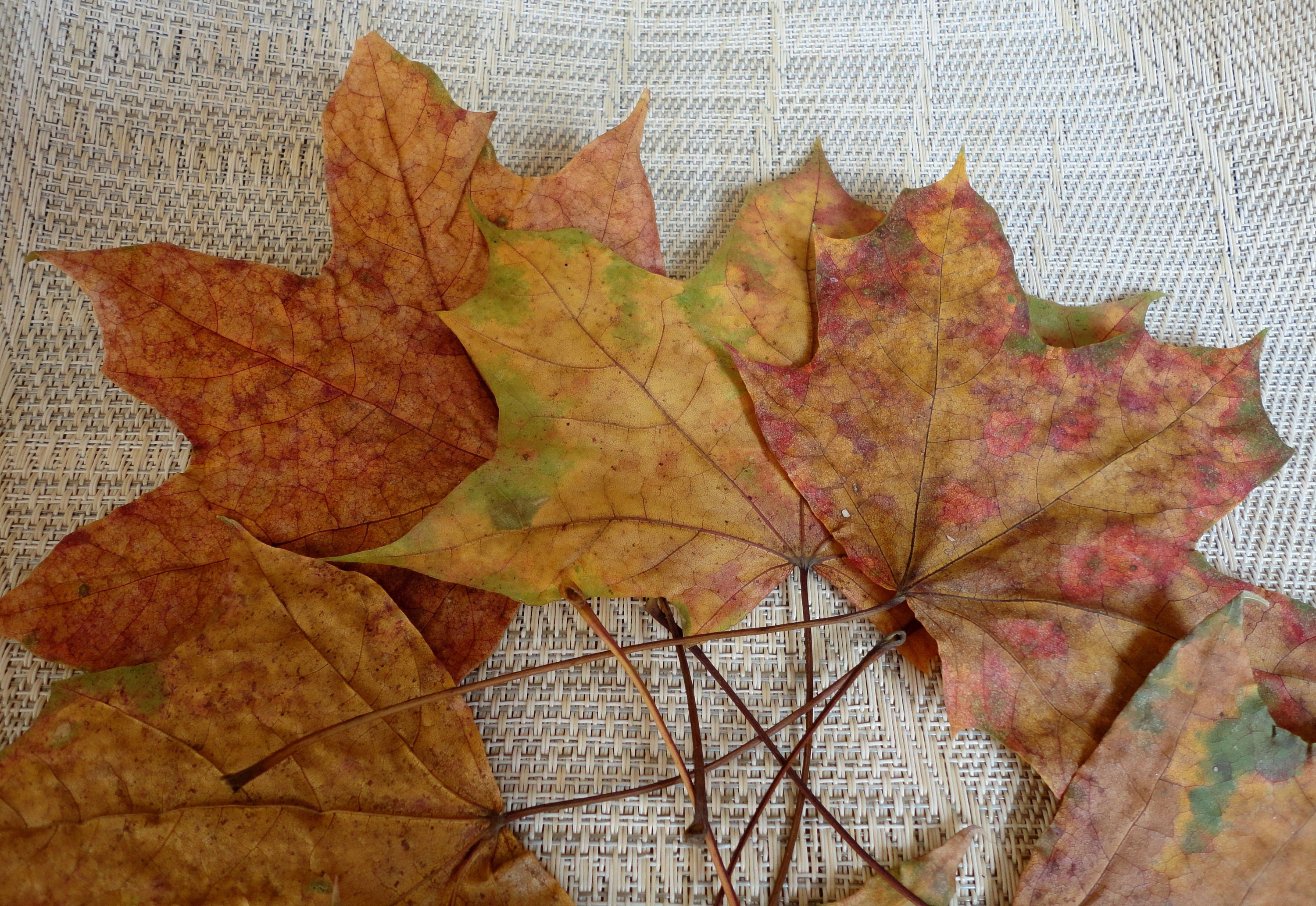 200 MIXED Sizes Dried Maple Leaves for Fall Decor, Preserved Leaves for ...