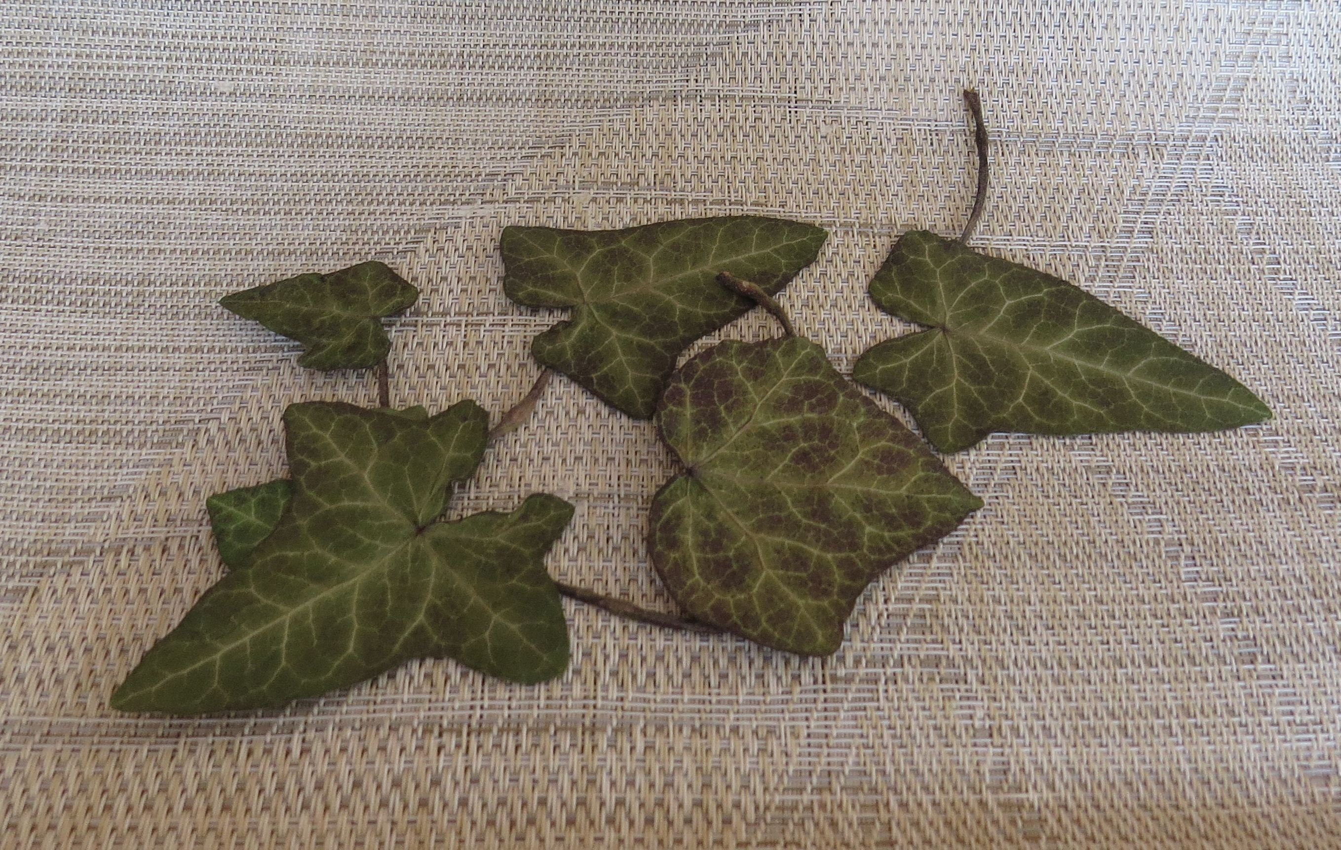 50 Dried Ivy Leaves for Fall Decor Pressed Leaves Project - Etsy
