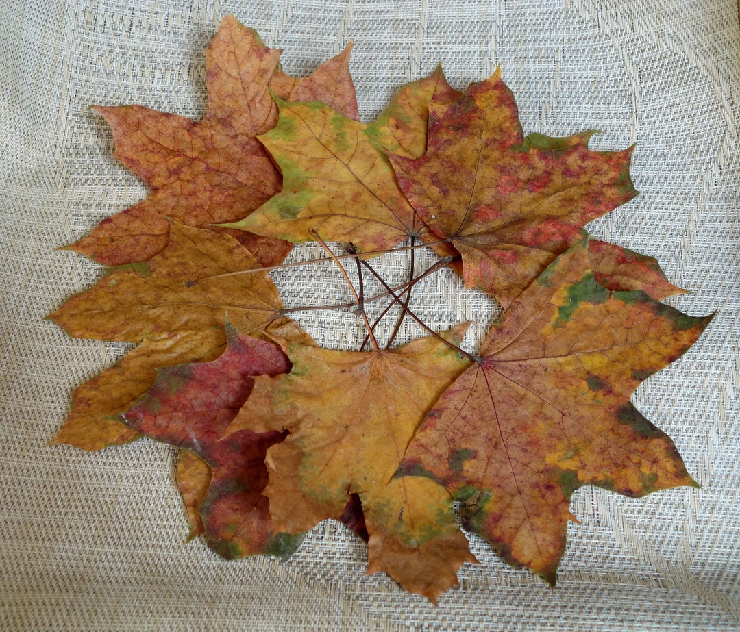 50 MIXED Sizes Dried Maple Leaves for Fall Decor, Preserved Leaves for ...