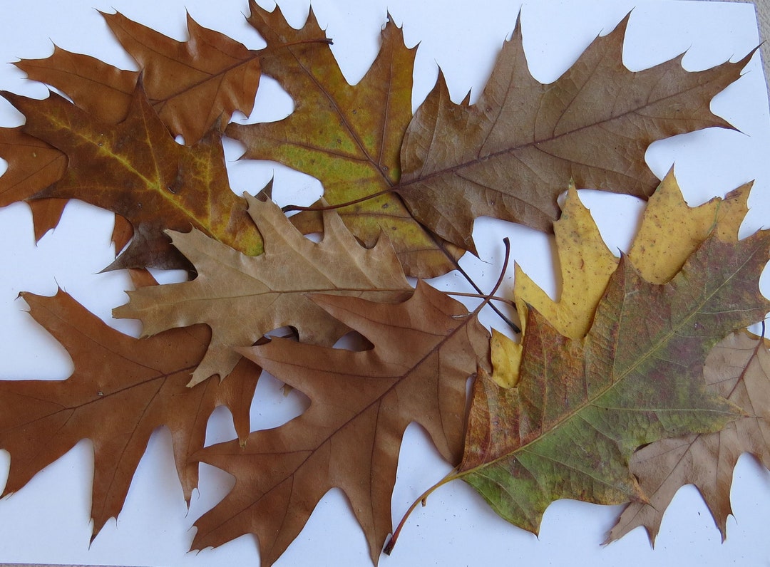 100 MIXED Sizes Dried Oak Leaves for Fall Decor, Pressed Leaves DIY ...