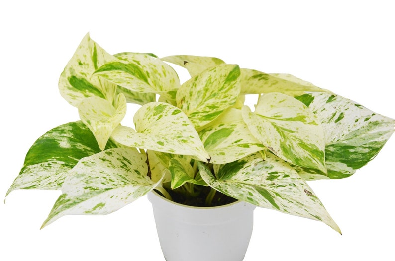 Pothos Varieties and How to Correctly Identify Them – MY WASTELESS LIFE