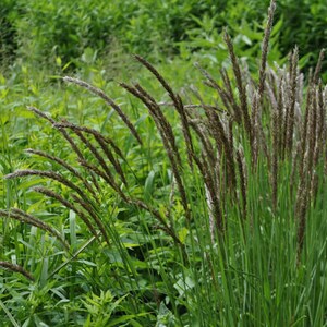 Melica Ciliata & Transsilvanica Red Spire Fresh Seed Rare Ornamental ...