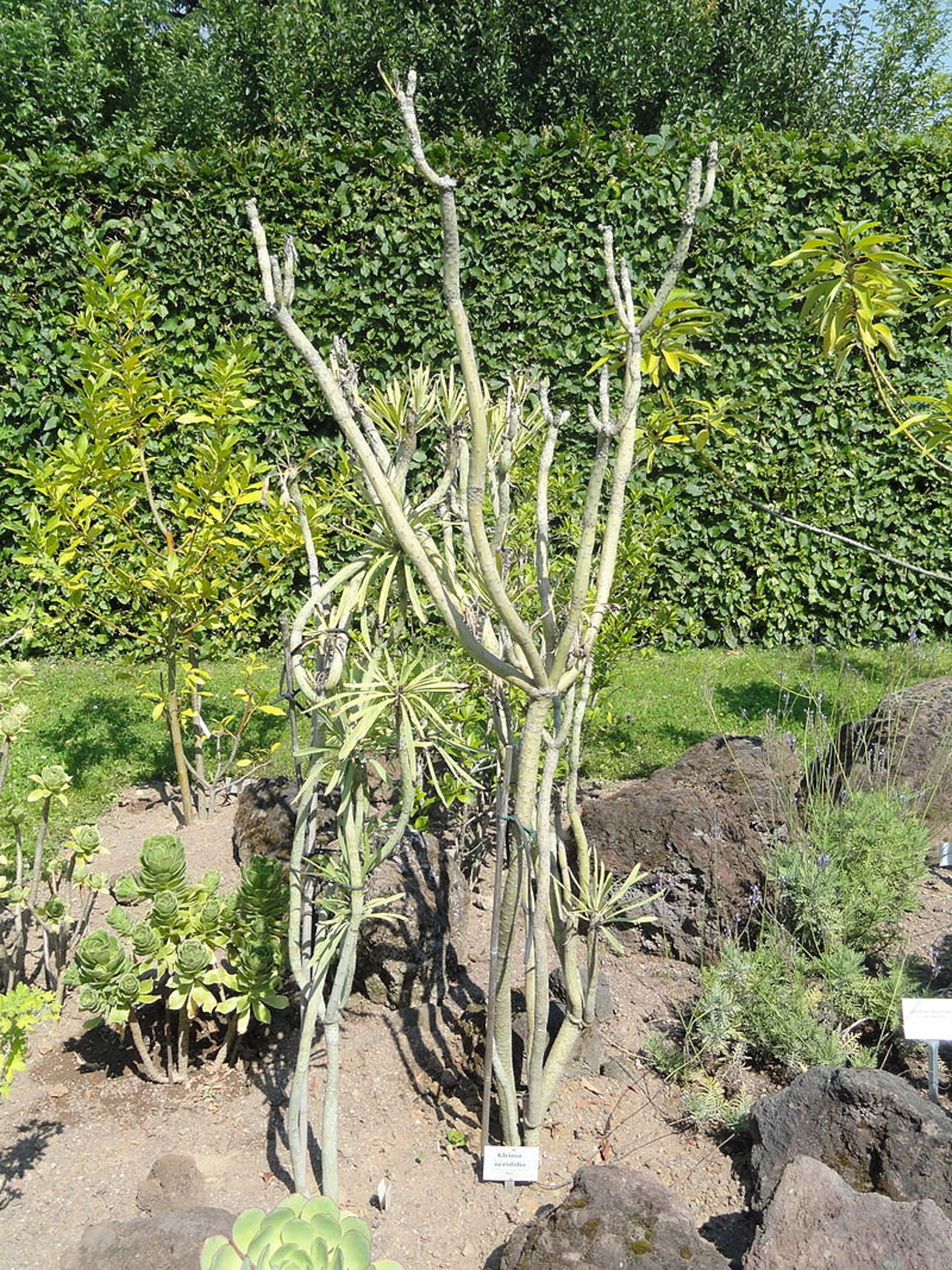 Kleinia Neriifolia Fresh Seed Senecio Tree Succulent Cacti - Etsy UK