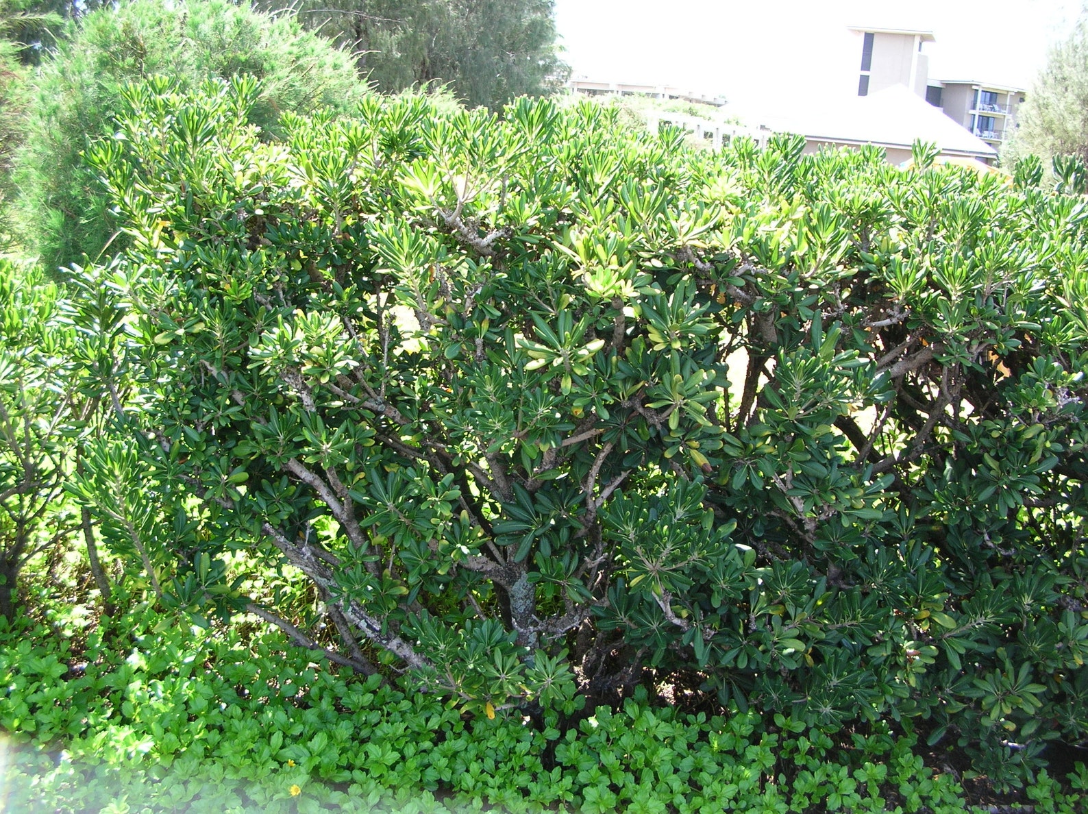 Pittosporum Tobira Australian Laurel Mock Orange Seeds | Etsy UK