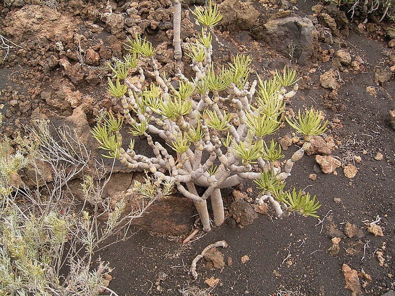 Kleinia Neriifolia Fresh Seed Senecio Tree Succulent Cacti - Etsy UK