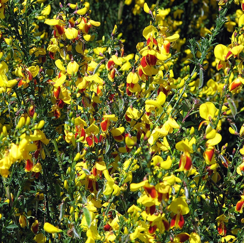 Cytisus Scoparius Common Broom Fresh Seeds Masses Yellow Red - Etsy UK