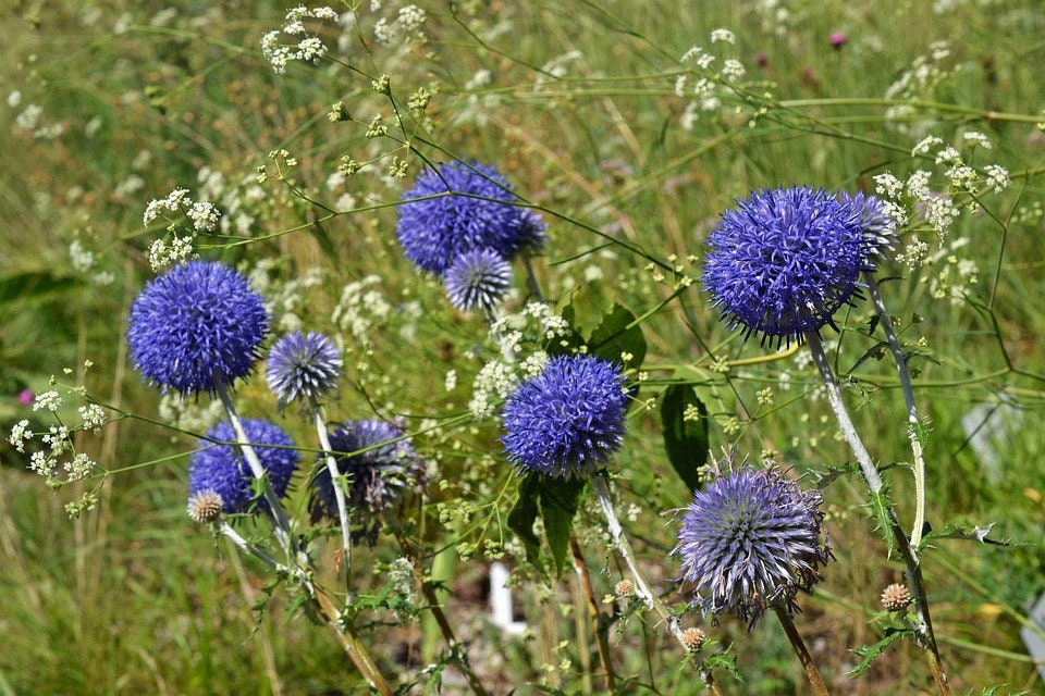 Echinops Species Ritro Spinosissimus Seed Southern Spiny Globe - Etsy UK