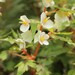 Begonia Dregei Fresh Seed Maple Leaf Begonia Succulent Caudex Unusual ...