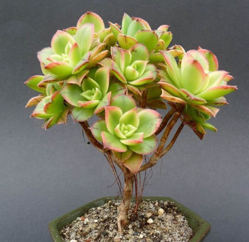 Aeonium Haworthii Kiwi Fresh Seed Variegated Tricolor Pinwheel - Etsy UK