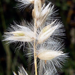 Melica Ciliata & Transsilvanica Red Spire Fresh Seed Rare Ornamental ...