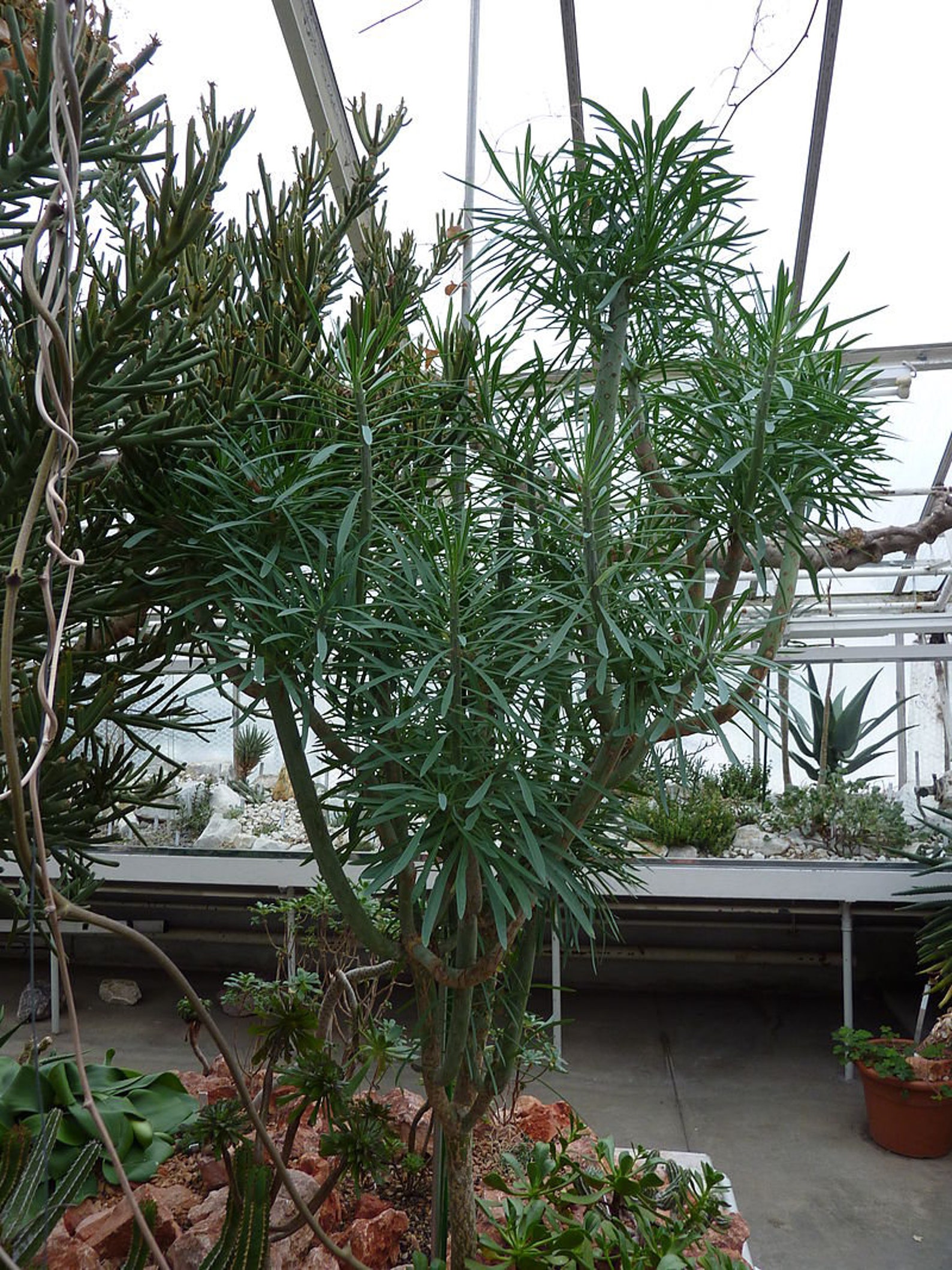 Kleinia Neriifolia Fresh Seed Senecio Tree Succulent Cacti - Etsy UK