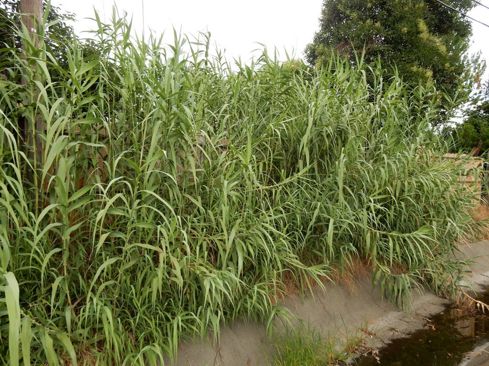 Arundo Donax Giant Cane Reed Carrizo 30 50 100 Seeds Marginal | Etsy
