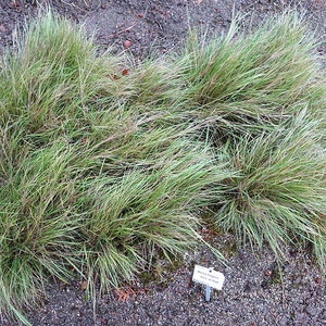 Melica Ciliata & Transsilvanica Red Spire Fresh Seed Rare Ornamental ...