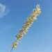 Melica Ciliata & Transsilvanica Red Spire Fresh Seed Rare Ornamental ...