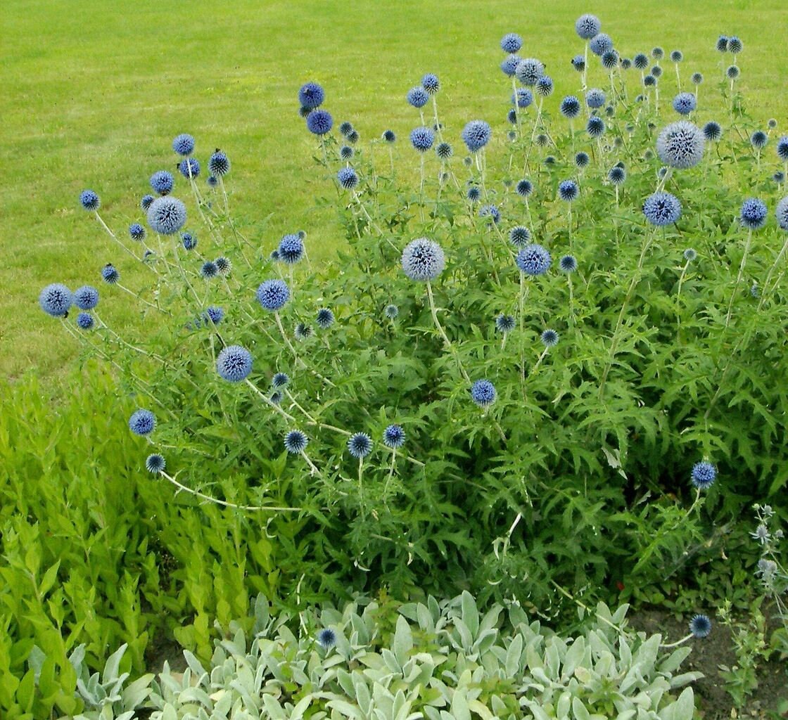 Echinops Species Ritro Spinosissimus Seed Southern Spiny Globe - Etsy UK