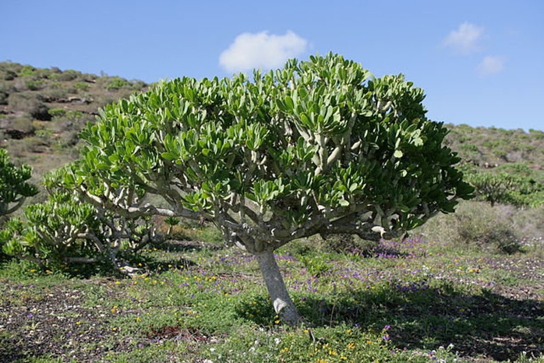 Kleinia Neriifolia Fresh Seed Senecio Tree Succulent Cacti - Etsy UK