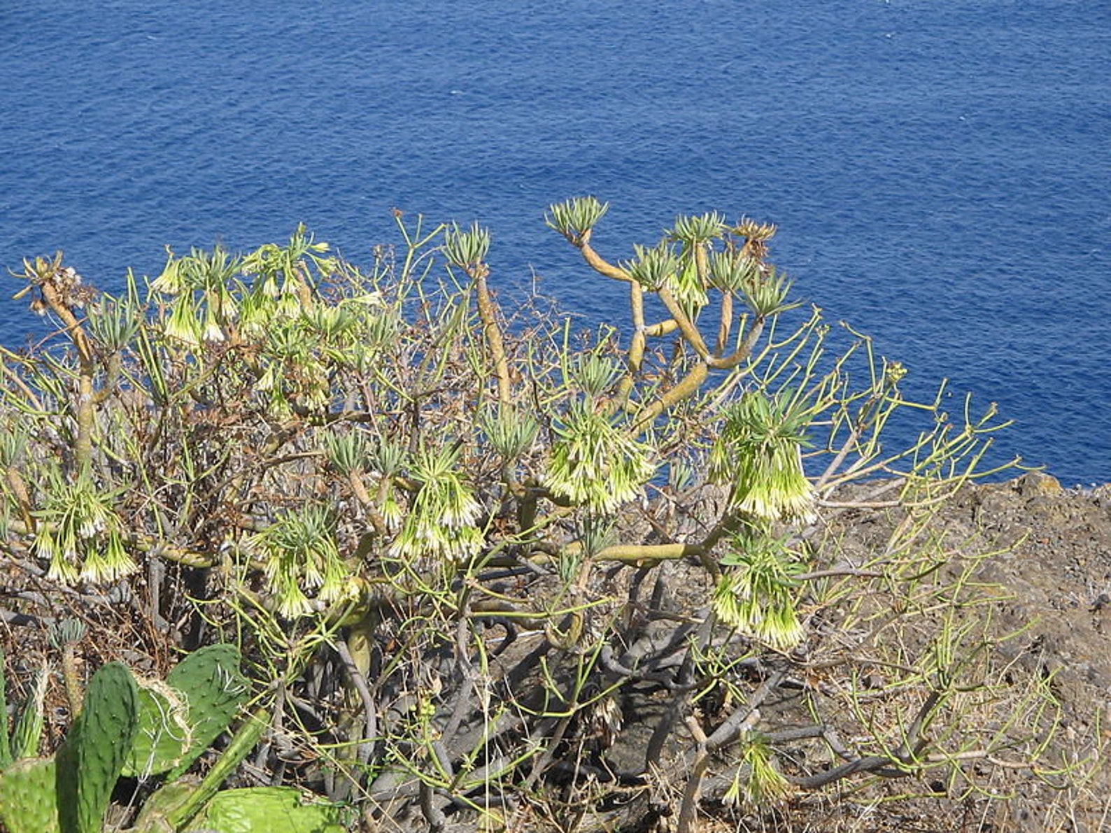 Kleinia Neriifolia Fresh Seed Senecio Tree Succulent Cacti - Etsy UK