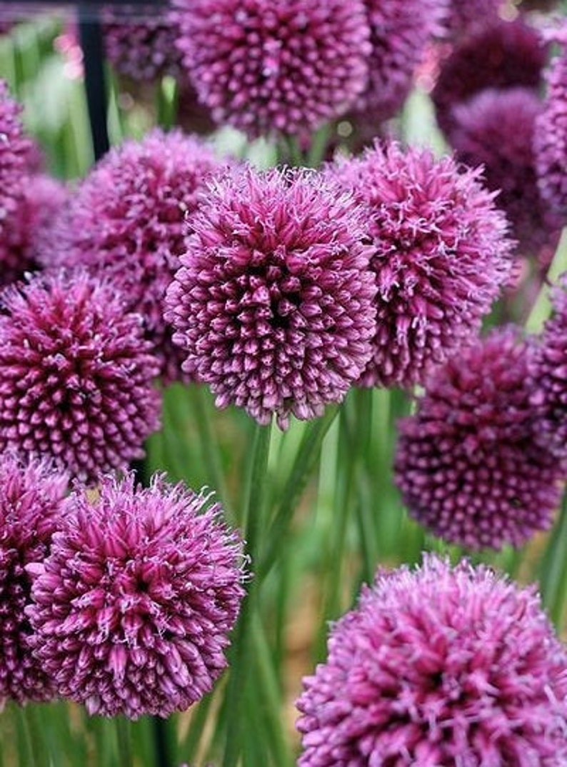 Allium Seed Species Varieties: Acutiflorum Ampeloprasum | Etsy UK