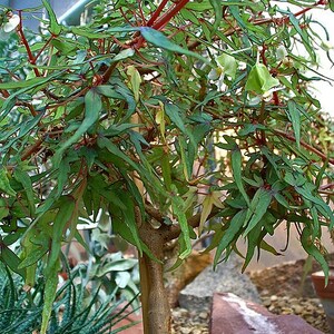 Begonia Dregei Fresh Seed Maple Leaf Begonia Succulent Caudex Unusual ...