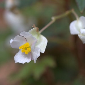 Begonia Dregei Fresh Seed Maple Leaf Begonia Succulent Caudex Unusual ...