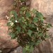 Begonia Dregei Fresh Seed Maple Leaf Begonia Succulent Caudex Unusual ...
