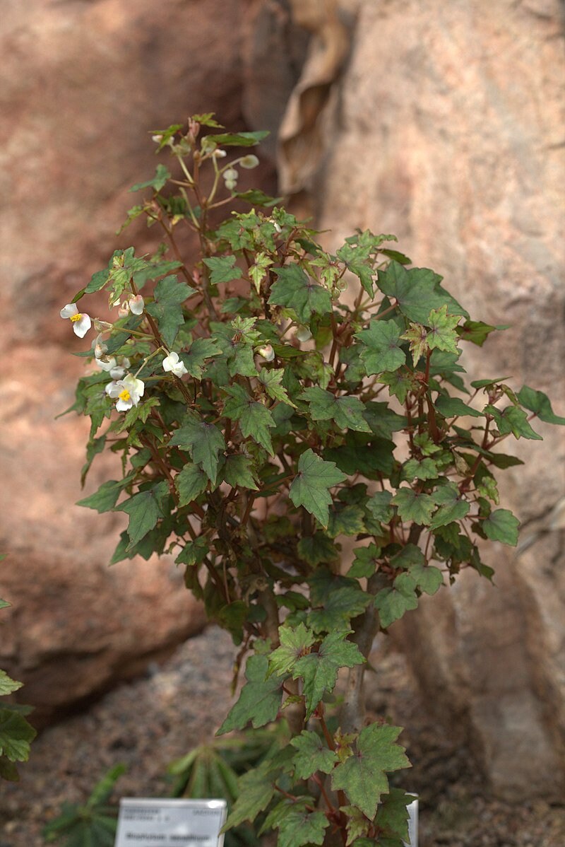 Begonia Dregei Fresh Seed Maple Leaf Begonia Succulent Caudex - Etsy UK