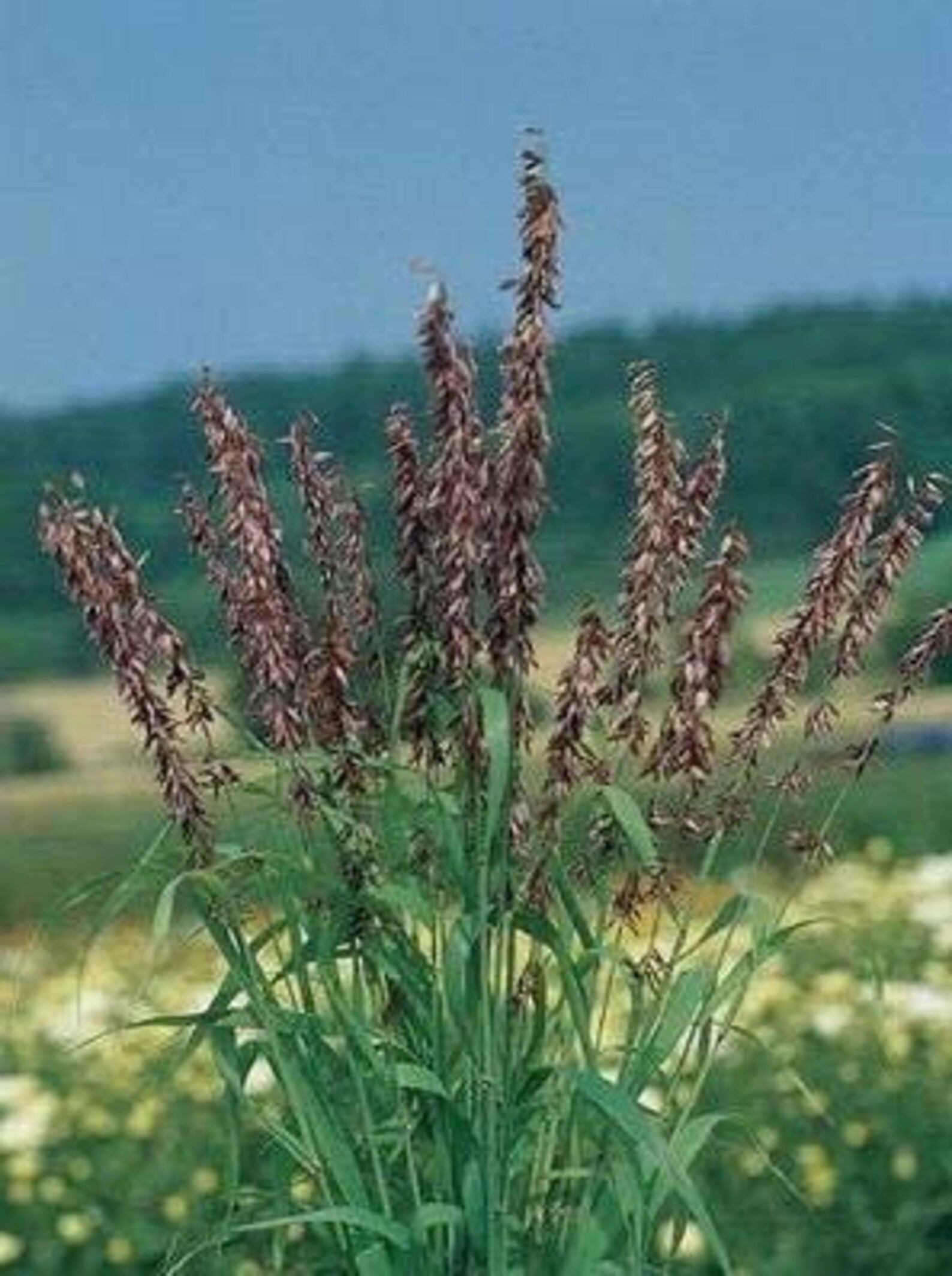 Melica ciliata & transsilvanica Red Spire Fresh Seed Rare | Etsy
