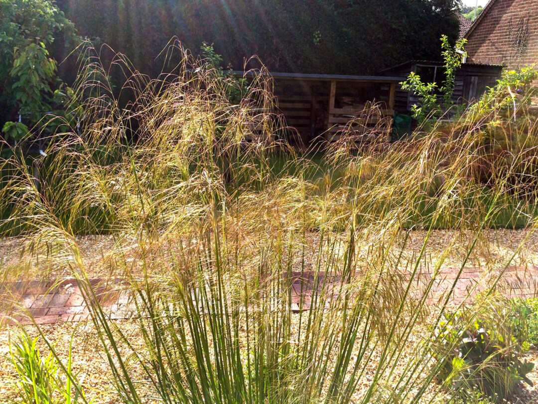 Stipa Species Varieties Gigantea Tenuissima Anemanthele Lessoniana ...