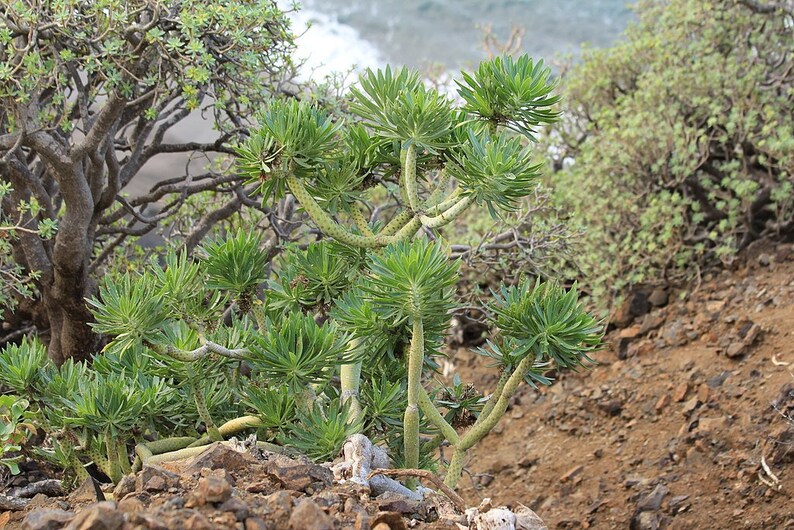 Kleinia Neriifolia Fresh Seed Senecio Tree Succulent Cacti - Etsy UK
