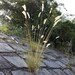 Melica Ciliata & Transsilvanica Red Spire Fresh Seed Rare Ornamental ...