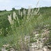 Melica Ciliata & Transsilvanica Red Spire Fresh Seed Rare Ornamental ...