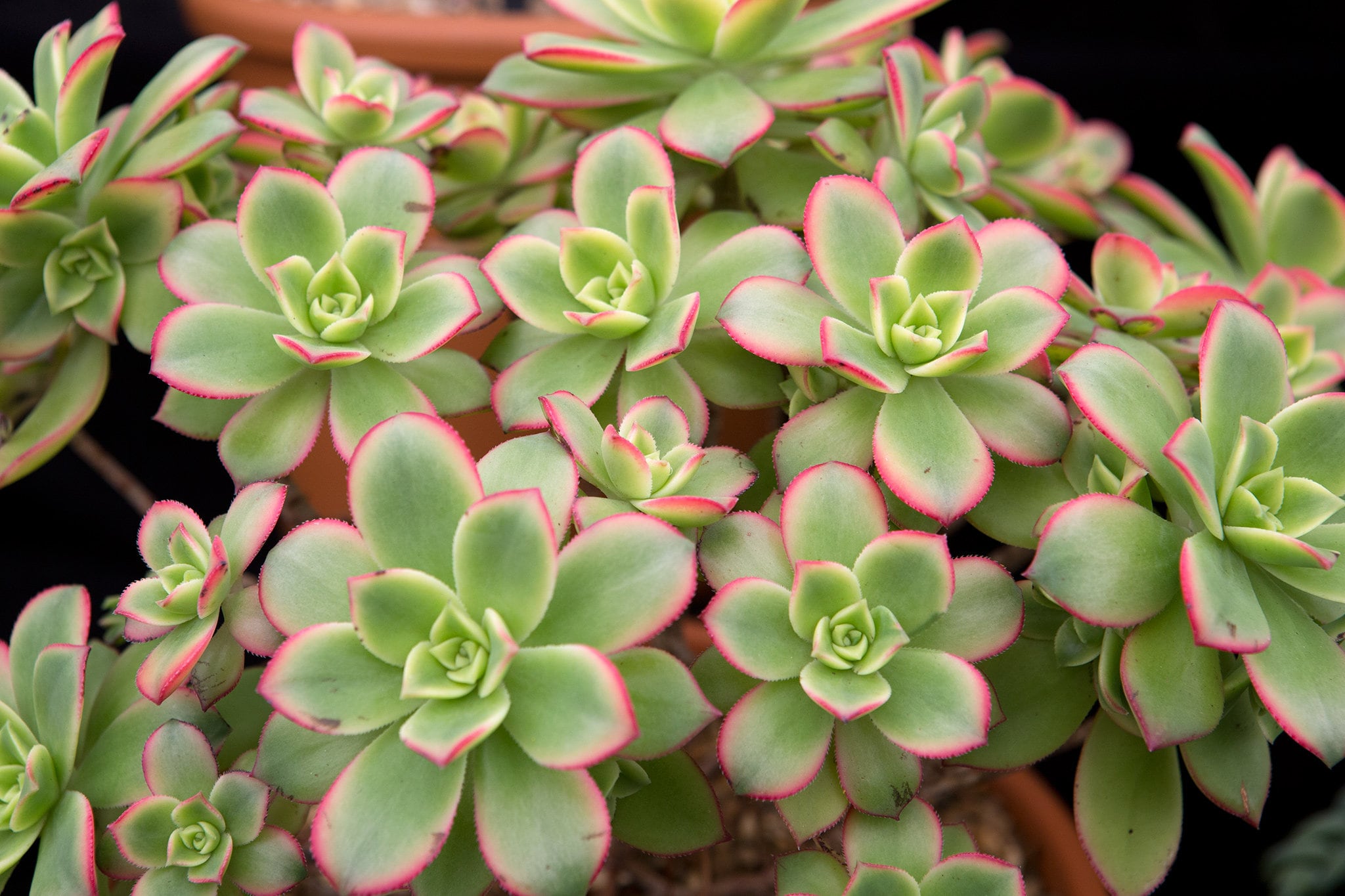 Aeonium Haworthii Pinwheel