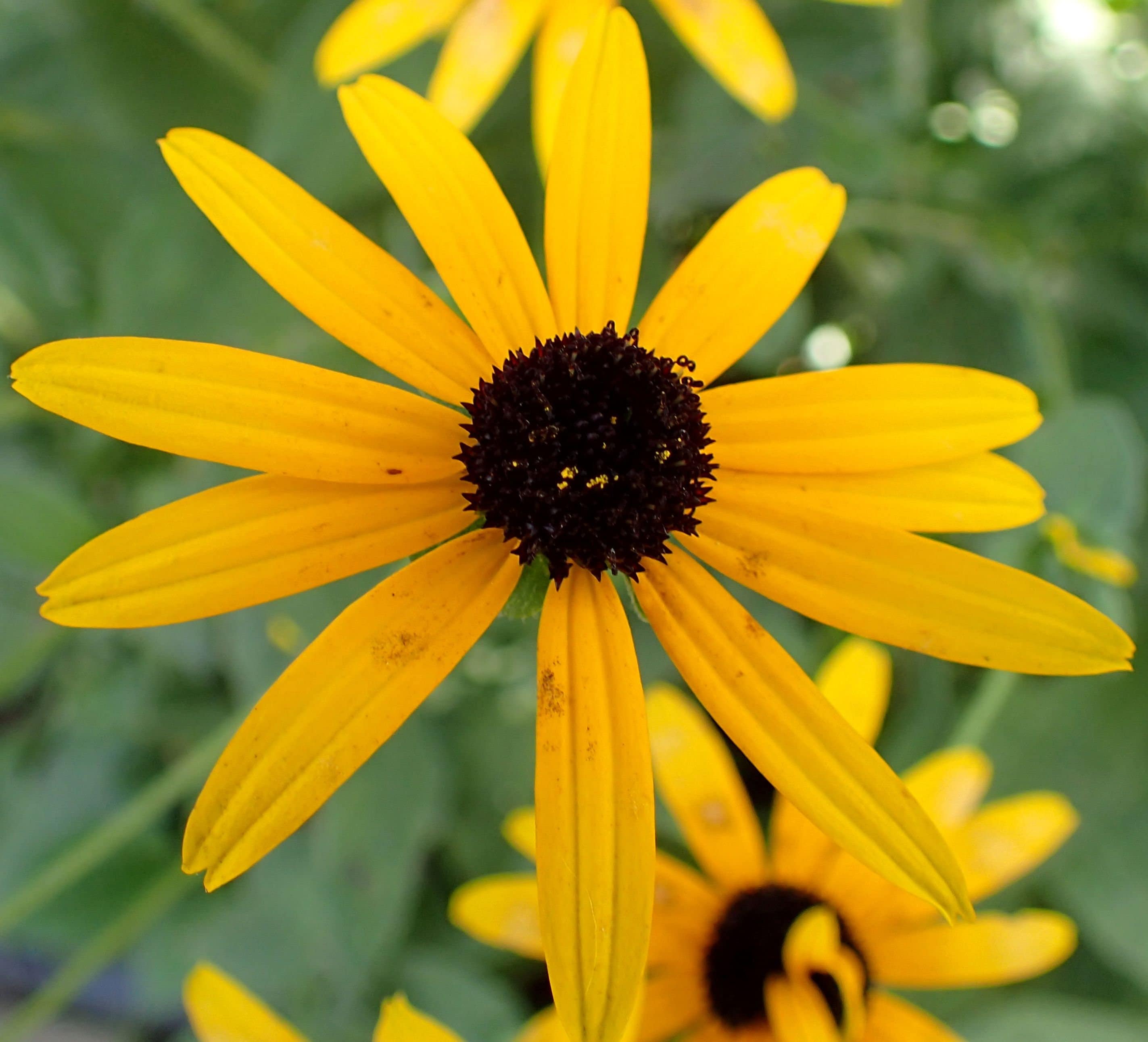 Rudbeckia Fulgida