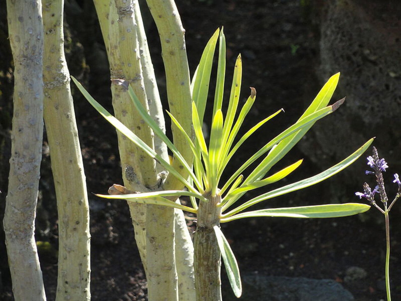 Kleinia Neriifolia Fresh Seed Senecio Tree Succulent Cacti - Etsy UK